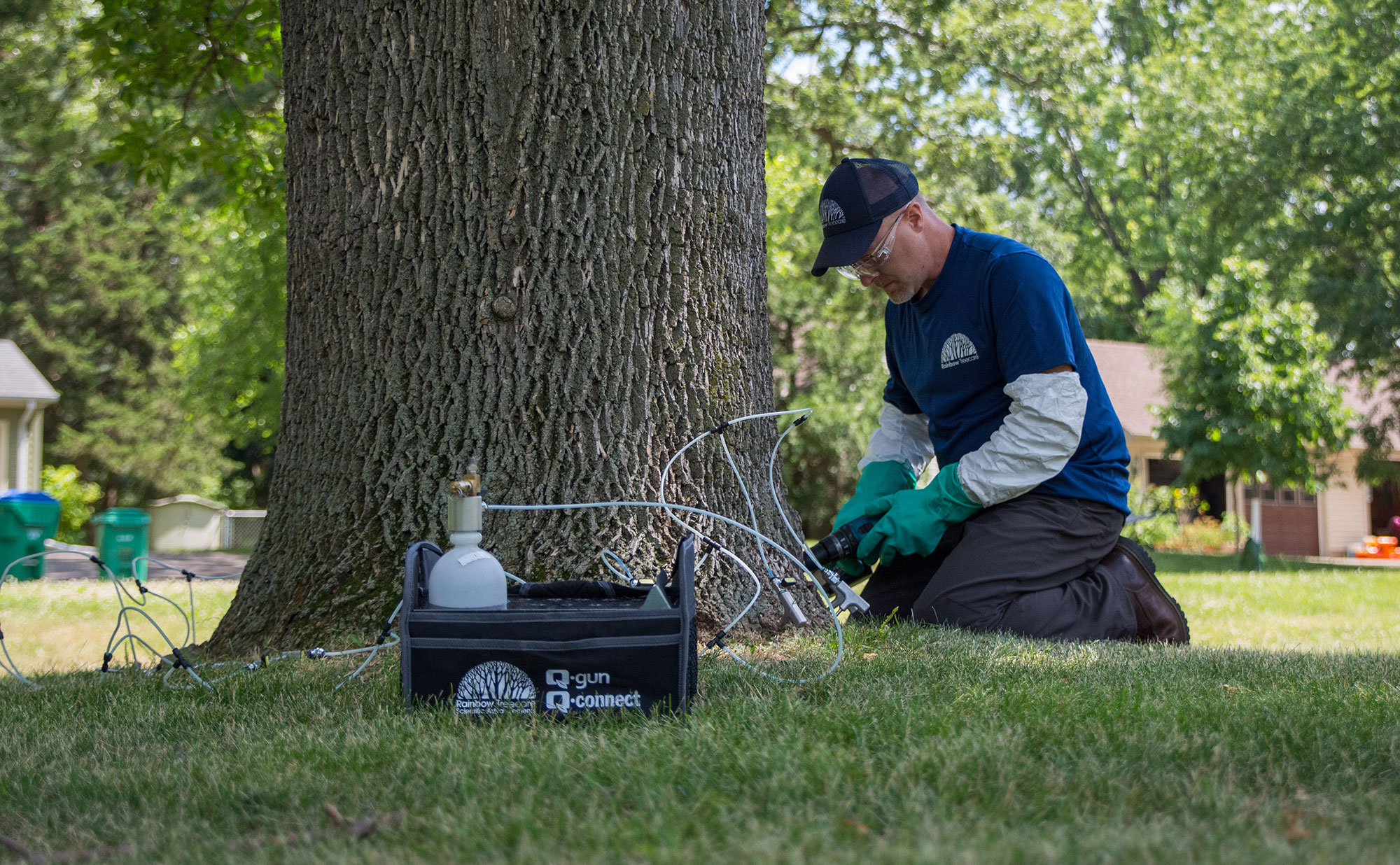 Elm Tree Beetle Infestations: Causes and Treatments | Available Online