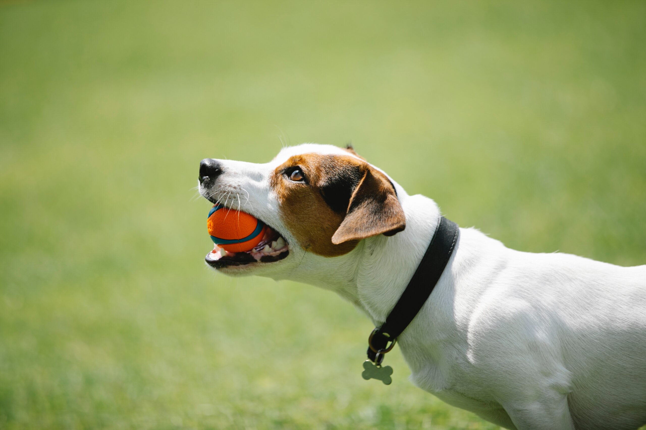 A Guide to the Different Types of Dog Collars | Available Online